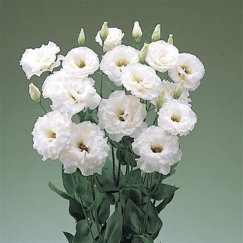 Pelleted Lisianthus Seeds Super Magic White 25 Thru 100 Flower Seeds