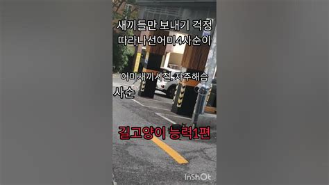 길냥이 능력1편 재미로고양이 에서만볼수있는영상 Cat Youtube