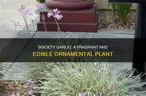 Society Garlic A Fragrant And Edible Ornamental Plant Shuncy