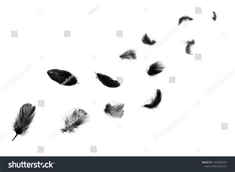 Black Feather Falling