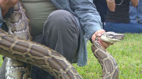 Pythons elusive in first days of Florida hunt | CNN