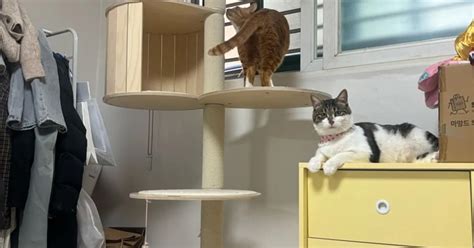 아주 꼼꼼하고 세심하게 제가 신경쓰지못했던것들도 신경써주셔서 좋았습니다 흔들거려서 무너지기직전이였는데 채팅하자마자 바로와주셔서 정말 다행이엿어요 완전 해체후 다시