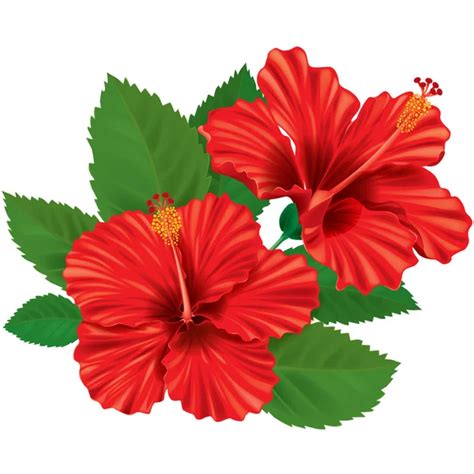 Gambar Gambar Bunga Raya 48 Koleksi Gambar