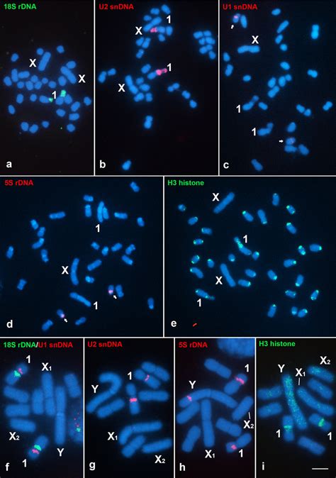 Chromosomal Mapping Of Multigene Families In Mitotic Cells Of G