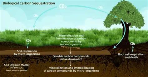 Carbon Sequestration Qs Study