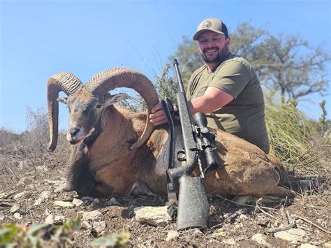 Aoudad Hunting In Texas Year Round Barbary Sheep Hunts