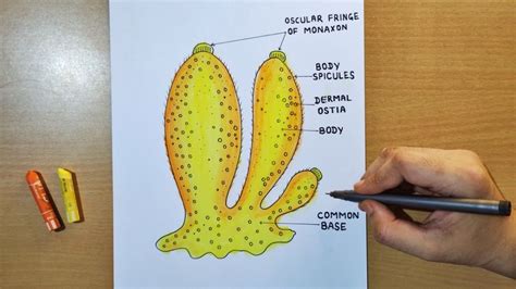 Sycon Diagram Drawing How To Draw Sycon Easily How To Draw Sycon Labelled Diagram