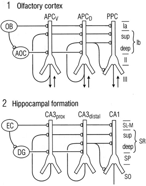 Comparison Between The Microcircuit Organization Of Olfactory Cortex Download Scientific