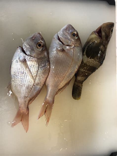 Dhm さんの 2023年09月24日のレンコダイの釣り・釣果情報福井県 敦賀湾 アングラーズ 釣果400万件の魚釣り情報サイト