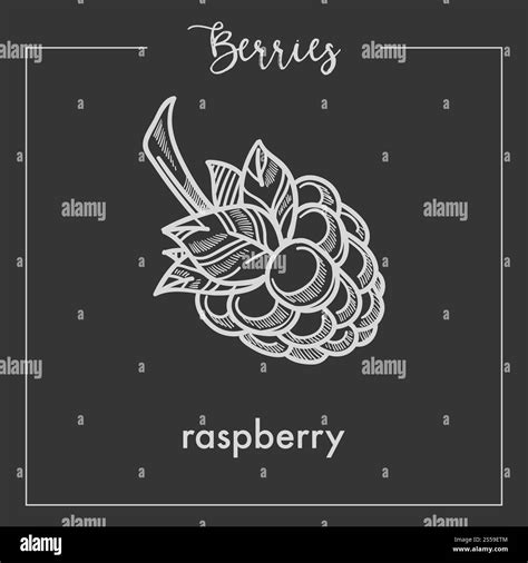 Sweet Ripe Delicious Raspberry Monochrome Berry Sepia Sketch Small