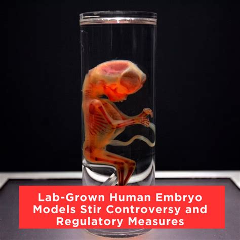 Lab Grown Human Embryo Models Stir Controversy And Regulatory Measures Medbury Medicals