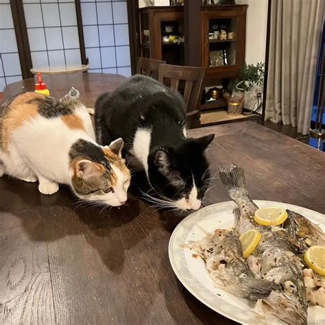 お魚の匂いを嗅ぎつけてきた食いしん坊のジジとメメ。 ブログ 南丹市のカフェなら美山cafe Marco