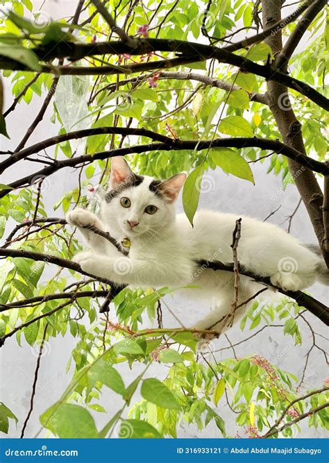 Cute Cat Behavior On The Tree Stock Image Image Of Indonesia