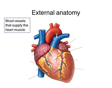 Blood Vessels That Supply Heart Muscle Quiz