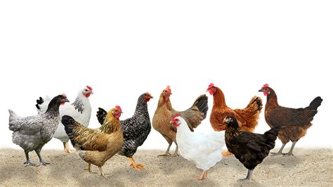 Meet Our Newest Traditional Colored Layers North America Sasso Poultry