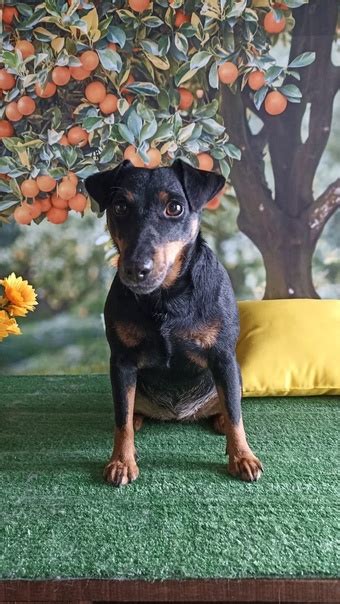 Экспресс линька для Ягд Терьера Аси Мастер Дарья ️ 2025 Груминг салон