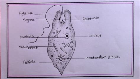 Euglena Diagram Cytoplasm