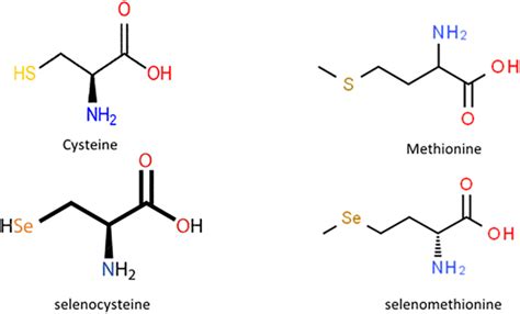 Methionine Amino Acid Structure