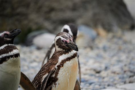 Magellanic Penguin 6776x4517 Oc Ranimalporn