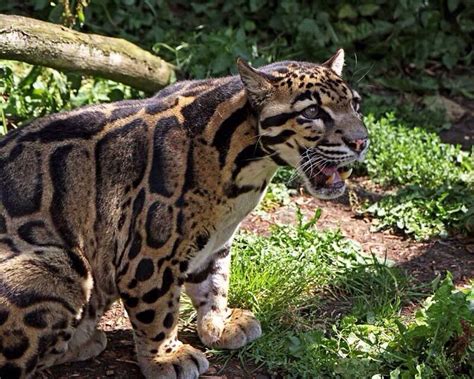 Adult Clouded Leopard In Natural Habitat