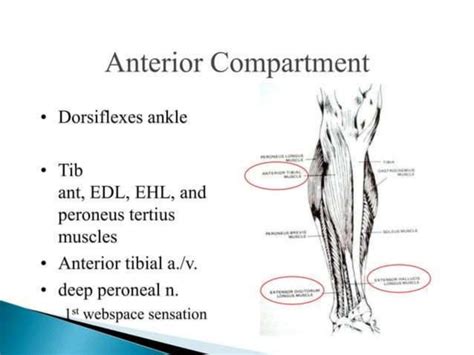 Both Bone Legorthopedicspowerpointpptx Pptx Bone And Joint