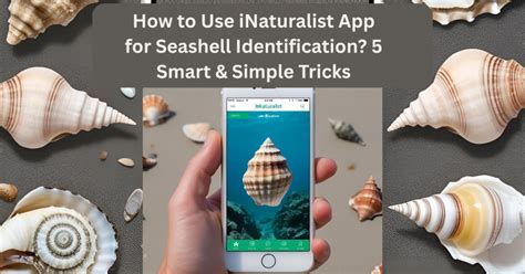 A Complete Guide To Shell Identification 18 Kinds Of Seashells Easily