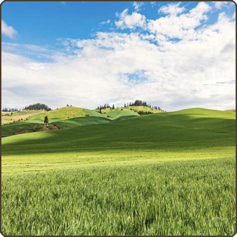 Cockroach Vs Beetle Differences And How To Identify Earthkind