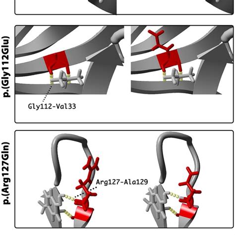 Three Dimensional Modelling Of Ssbp1 Using Protein Databank Crystal