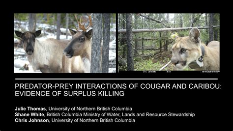 Pdf Predator Prey Interactions Of Cougar And Woodland Caribou