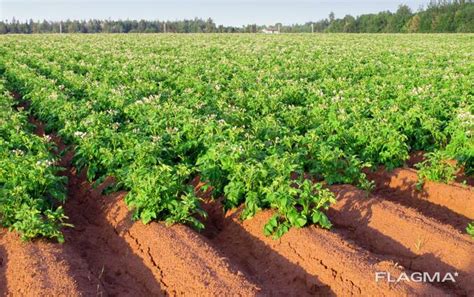 Курзат М, ВДГ (Манкоцеб, 680 г/кг цимоксанил, 45 г/кг) — APK-Belarus