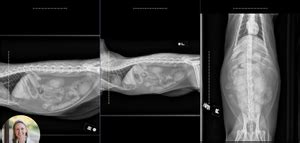 Case Review Radiographic Signs Of Linear Foreign Body Obstruction In A