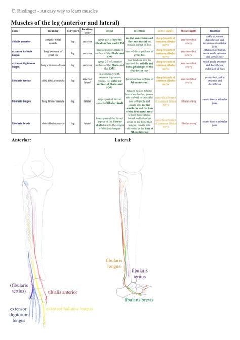 An Easy Way To Learn Upper Limb Muscles Artofit