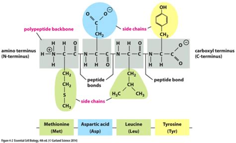 Protein Structure And Function Flashcards Quizlet