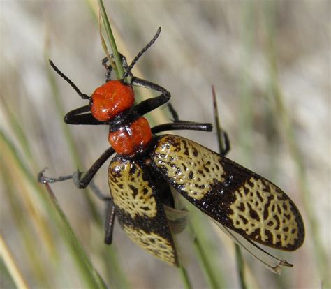 Arizona Beetles Bugs Birds And More Insects At Sabino Canyon