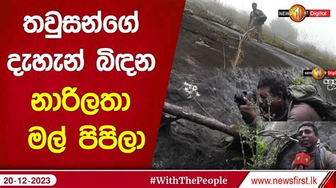 තවුසන්ගේ දැහැන් බිඳන නාරිලතා මල් පිපිලා Youtube