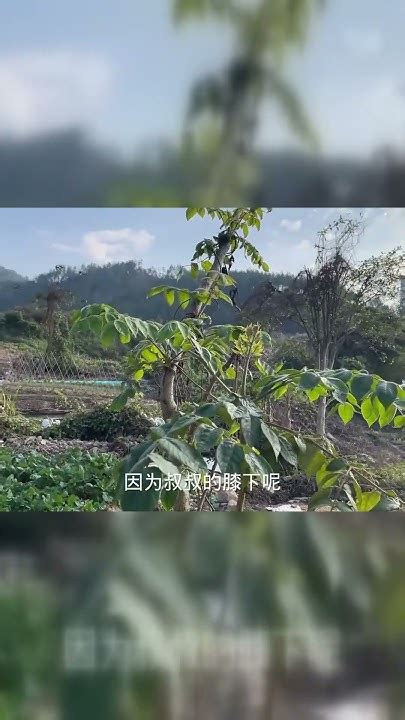 太尴尬了，一家七口随礼八百去吃酒席，吃到一半被赶出来了 Youtube