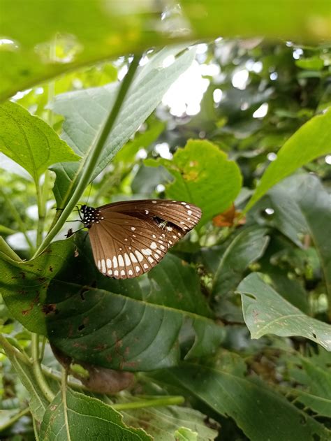 Euploea Core Cramer 1780 By Reshma T T On 21 September 2023