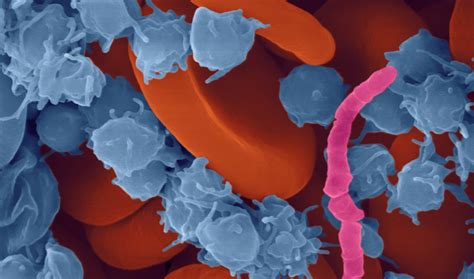 Mbt Compass Ht Software Bruker