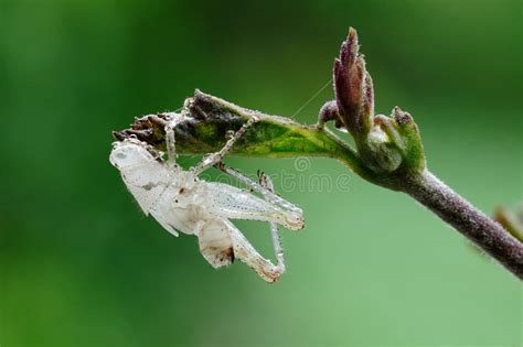 A Grasshopper Shell Close Up Stock Image Image Of Cricket Wildlife