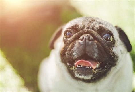 Do Pugs Have Breathing Problems