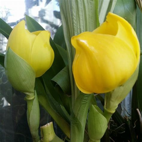 Мир орхидей