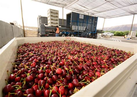 Stemilt Cold Chain Optimizes Flavor And Quality Marketer Says The Packer