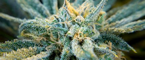 What Are The Isomers Of Thca