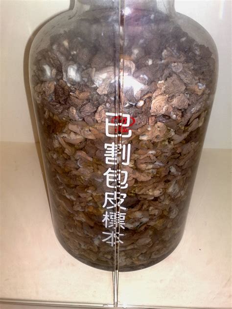 Re 心得 割包皮心得 看板sex Ptt網頁版