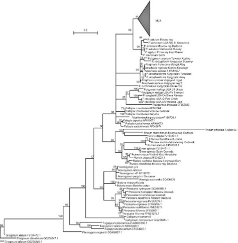 Maximum Likelihood Ml Phylogenetic Tree For 103 Polygonaceae