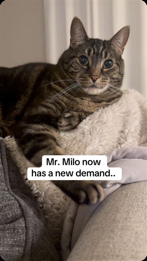 Milo Mrmilothechonk • Instagram Photos And Videos