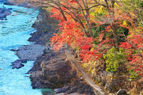 東京都 御岳渓谷の紅葉 写真素材ストックフォト NNP PHOTO LIBRARY