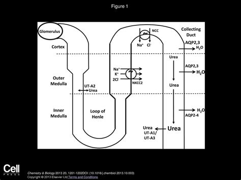 Urea Transporter Inhibitors En Route To New Diuretics Ppt Download