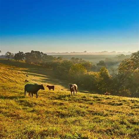 Why Grass Fed Nz Springvale Beef
