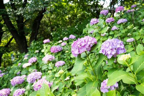 東京の多摩川台公園 満開のあじさいの花の写真素材 213324765 イメージマート